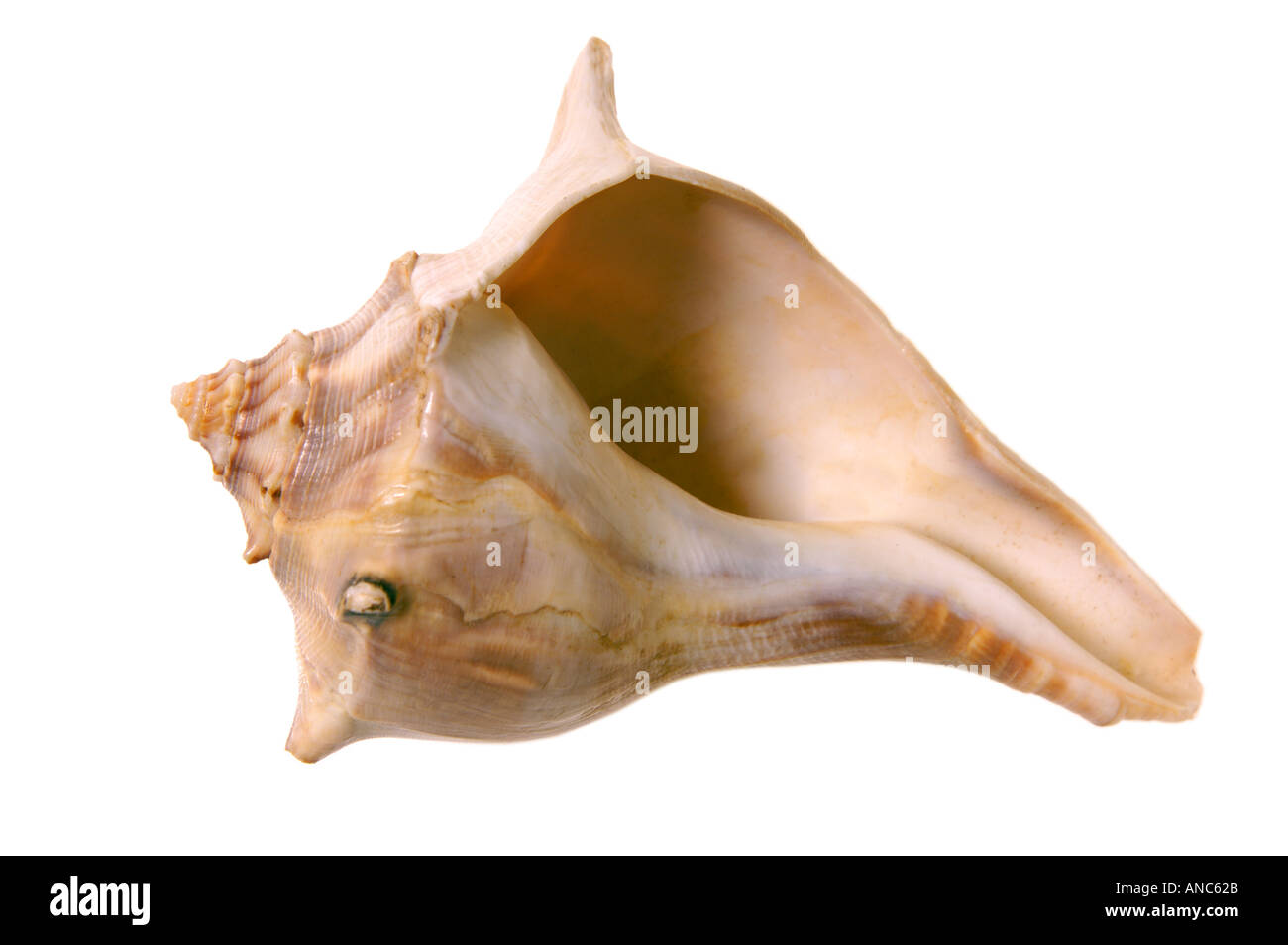 mussel snail shell snailshell Stock Photo - Alamy