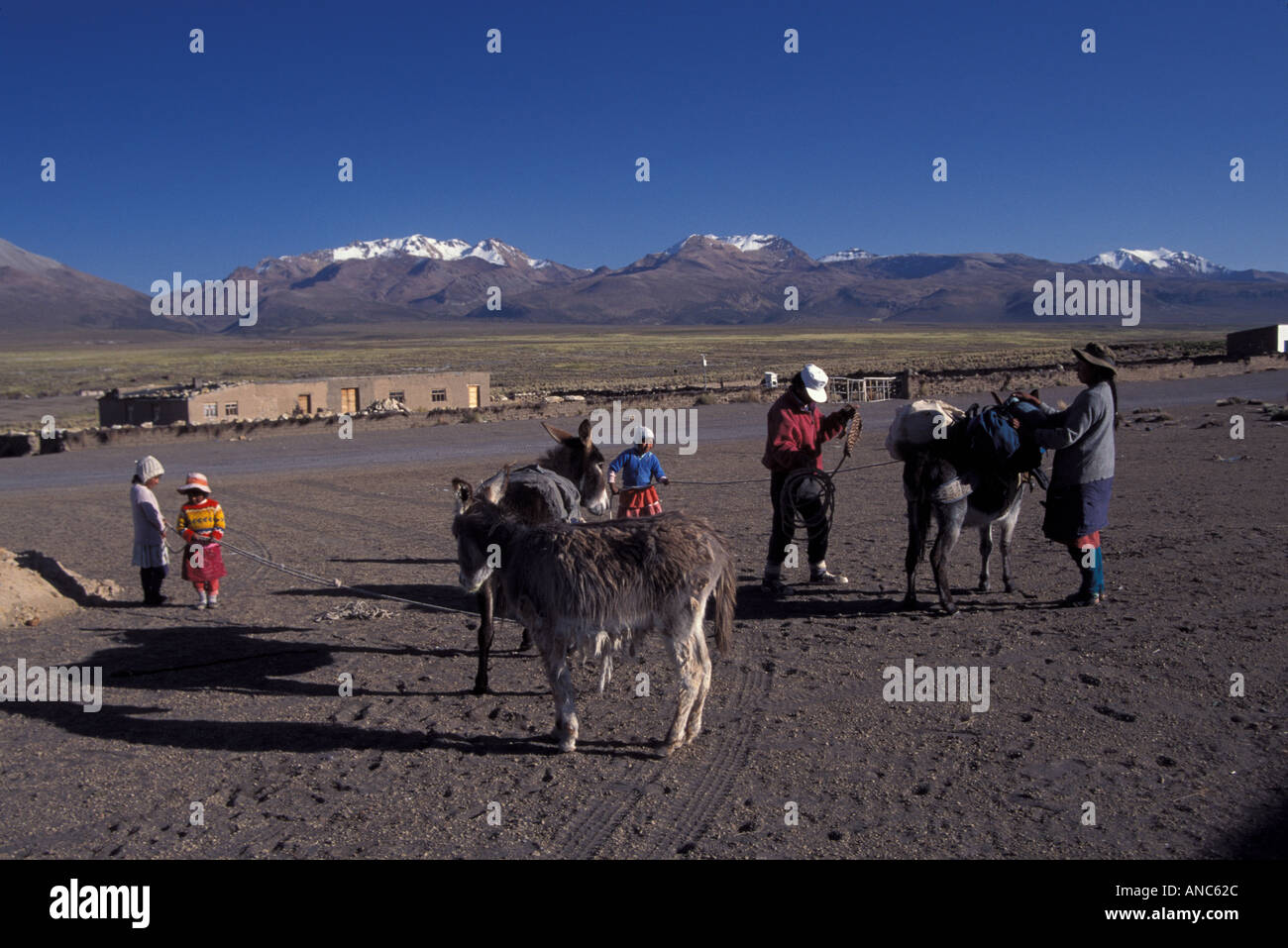 Family loading donkey at Sajama with Pomerape Parinacota volcano ...