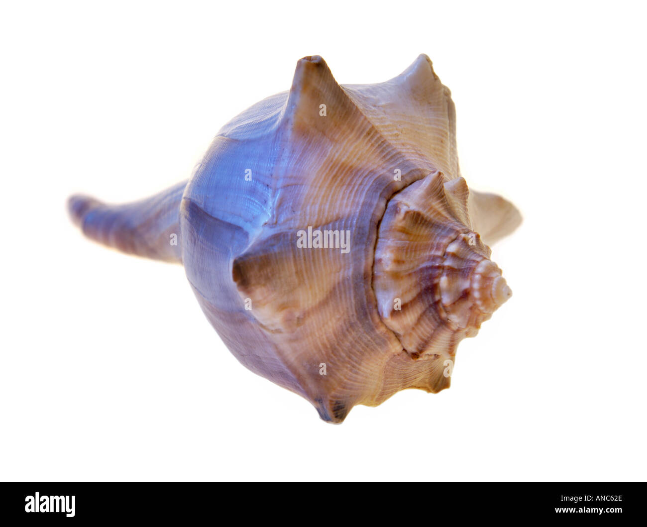 Mussel motive hi-res stock photography and images - Alamy