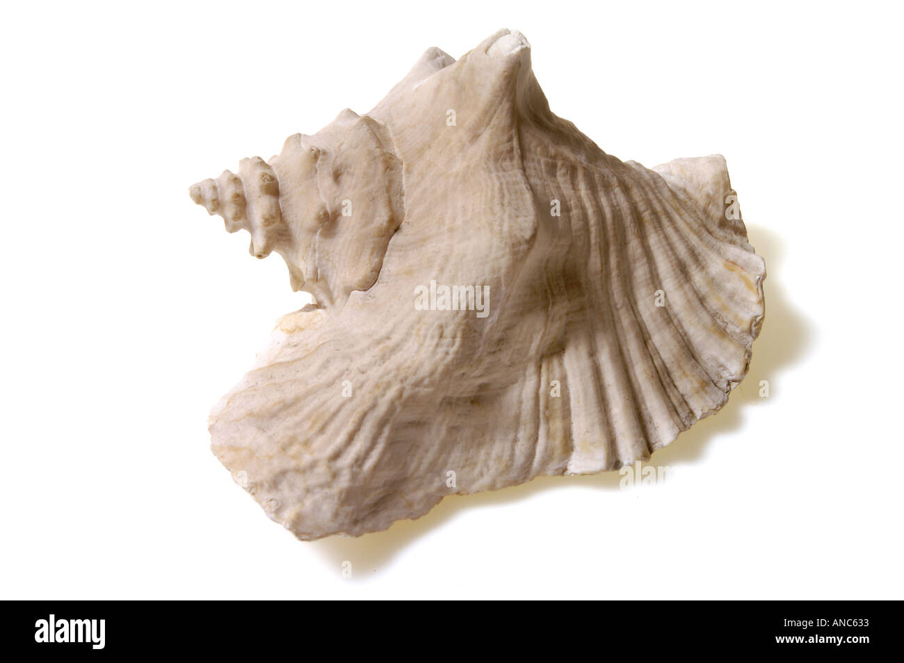 Sea snail fossil hi-res stock photography and images - Alamy