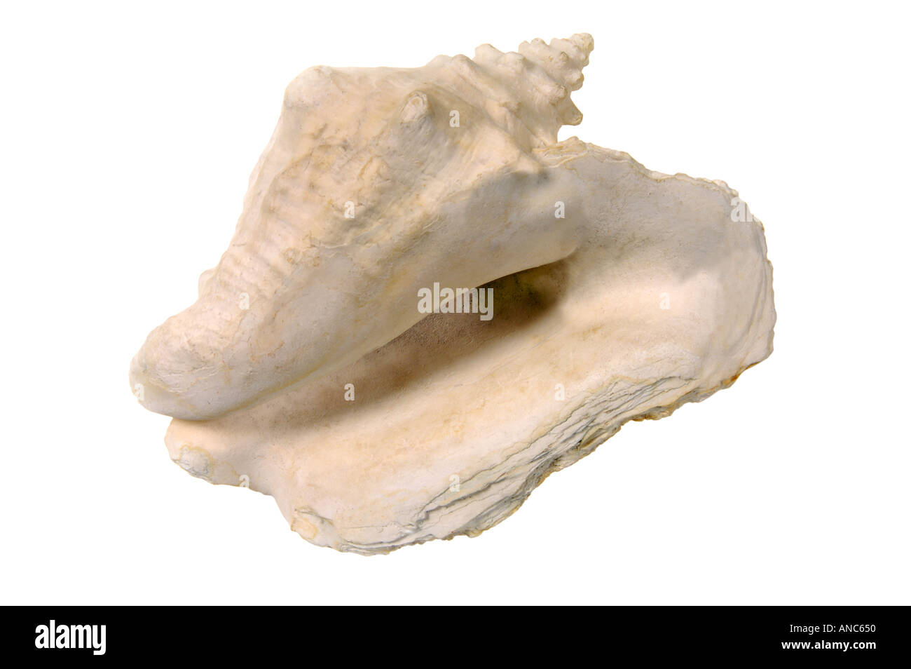 Mussel anatomy hi-res stock photography and images - Alamy
