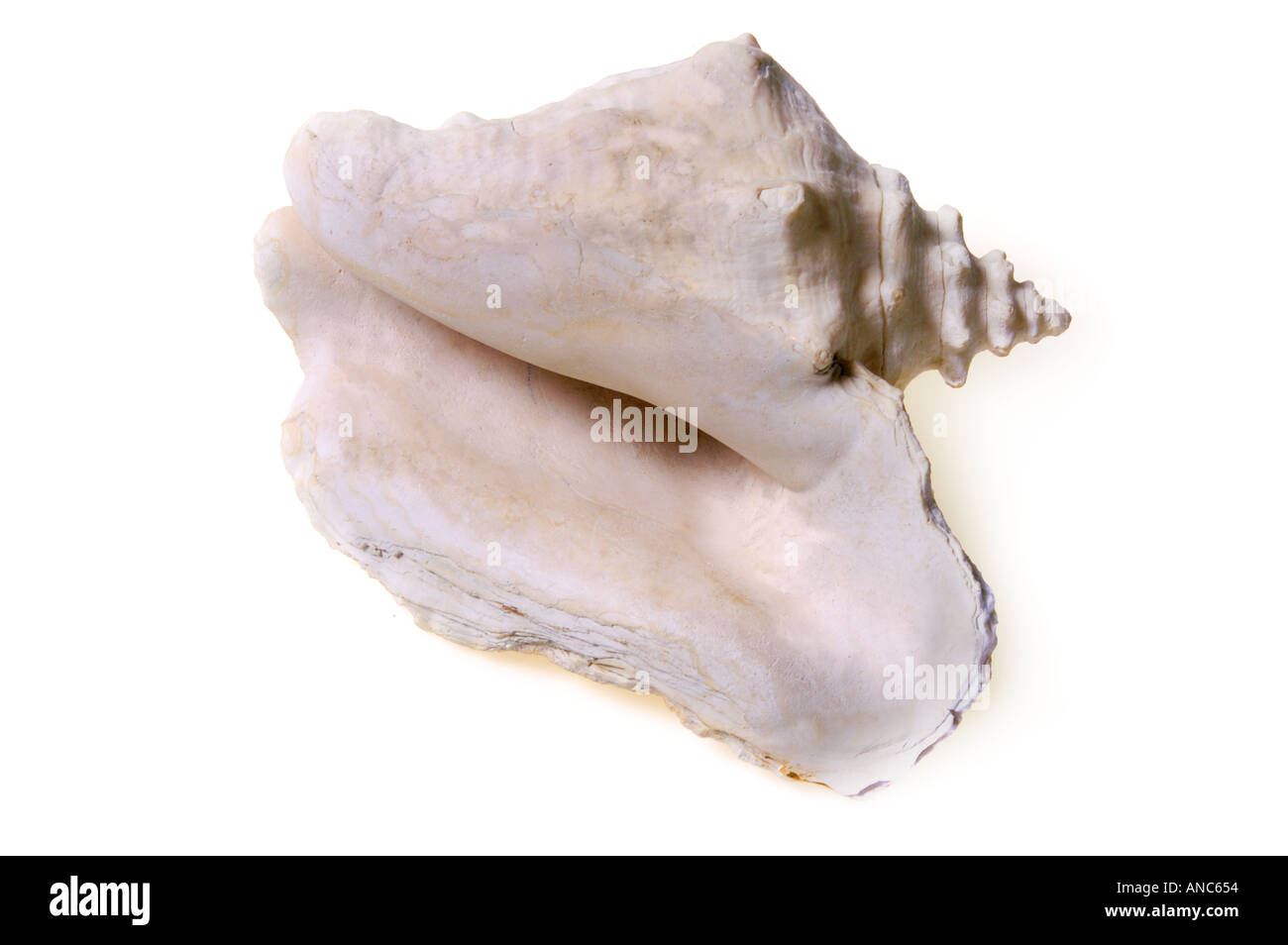 mussel snail shell snailshell Stock Photo - Alamy