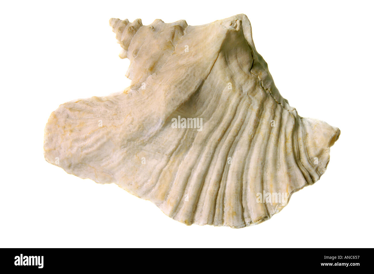 Fascinating anatomy hi-res stock photography and images - Alamy