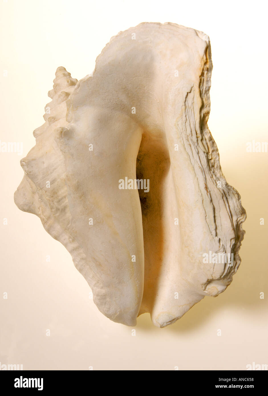 mussel snail shell snailshell Stock Photo - Alamy