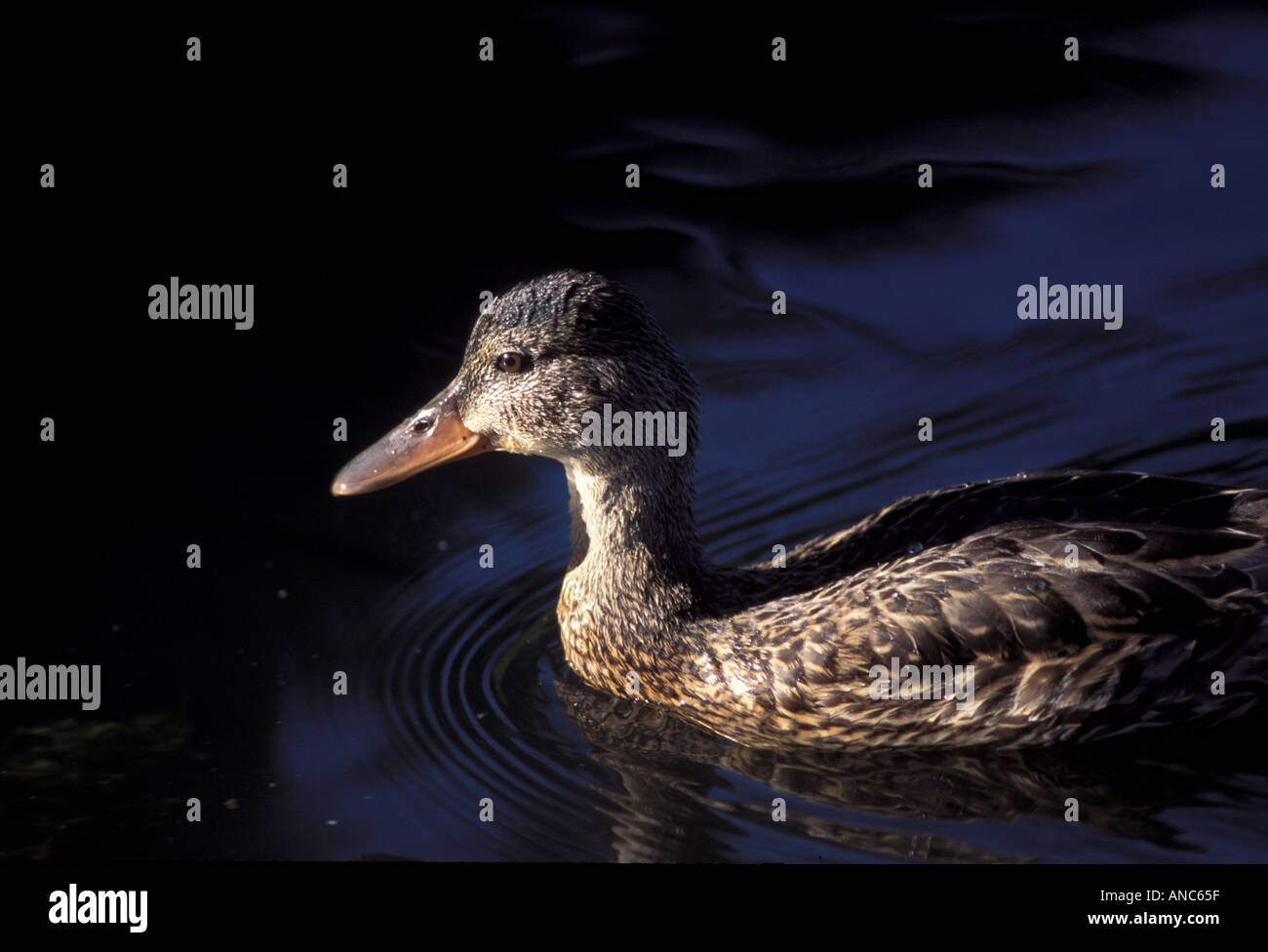 Plathyrhychos hi-res stock photography and images - Alamy