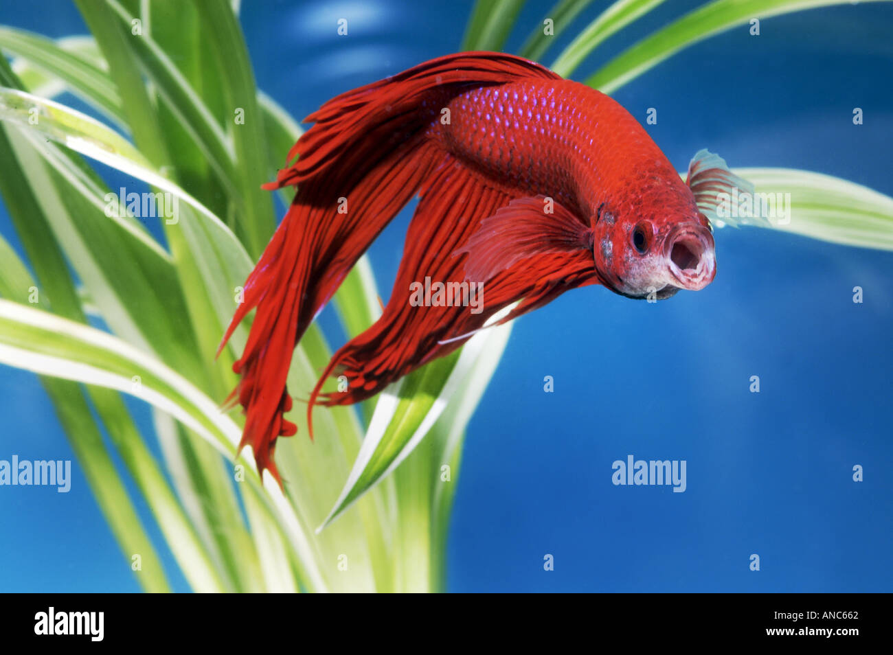 Jewel like colors hi-res stock photography and images - Alamy