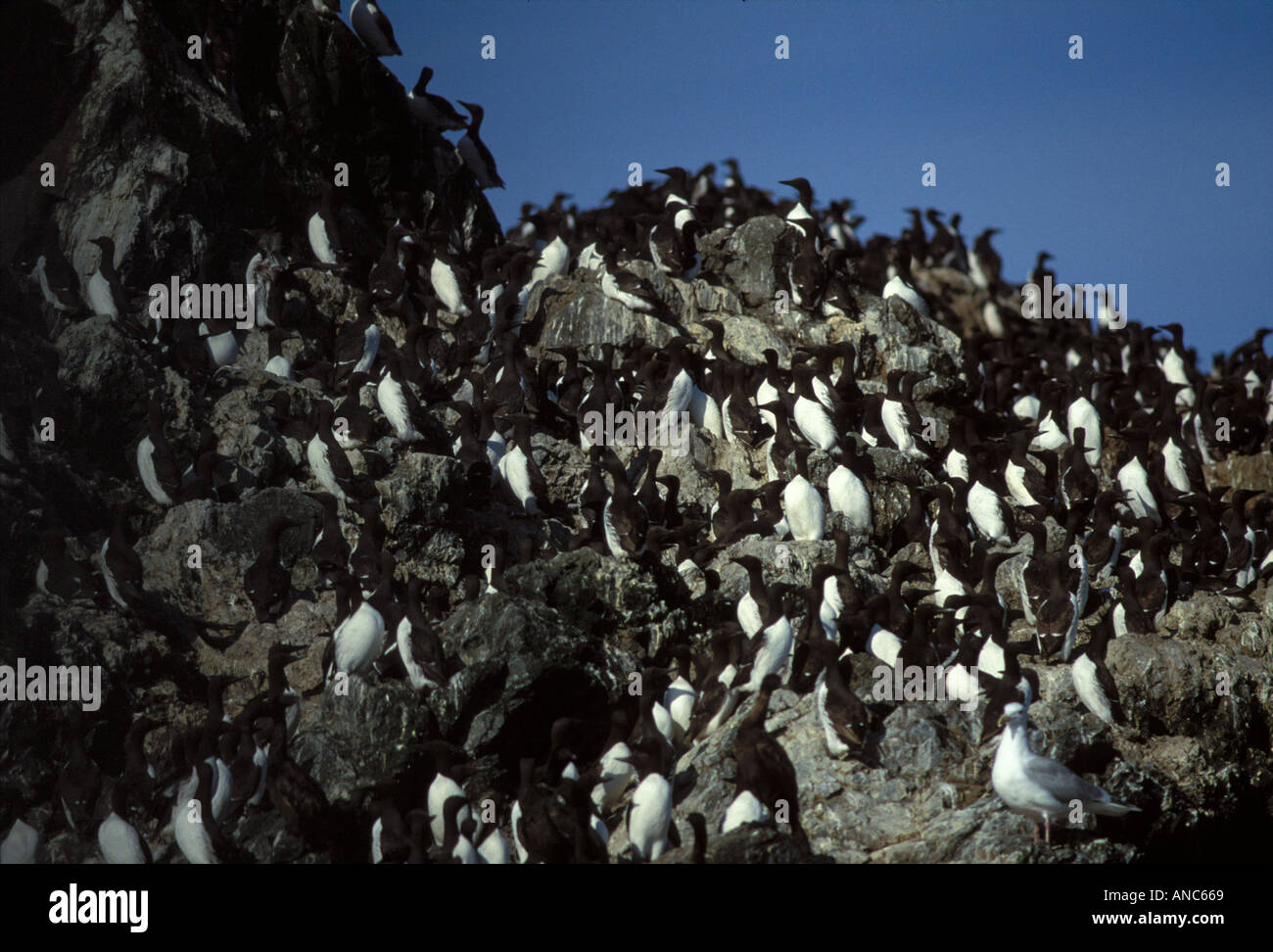 Common Murres Uria aalgea nesting on cliff of Gull Island Kachemak Bay ...