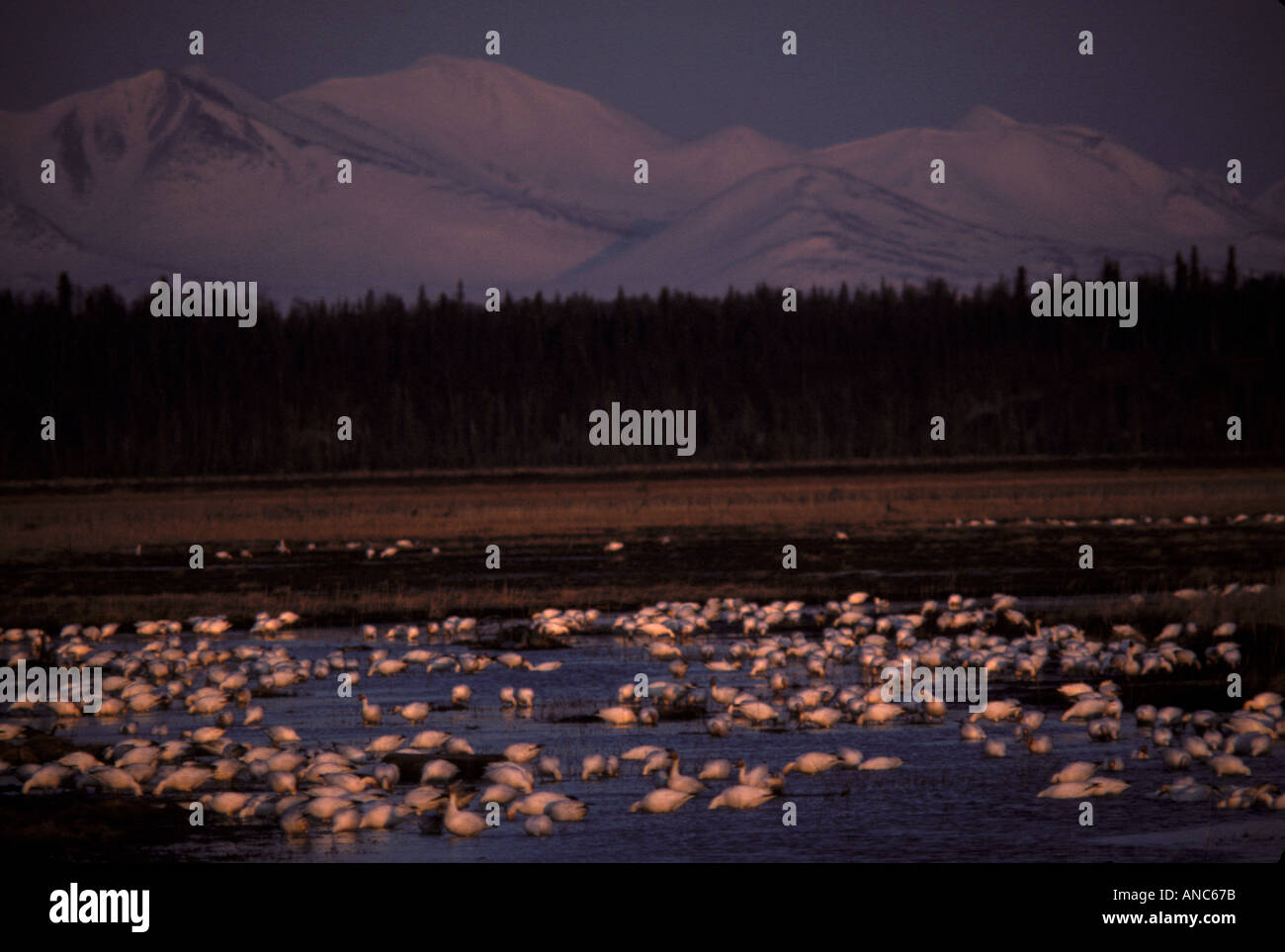 Snow Geese Chen hyperborea spring migration feeding in mudflats of ...