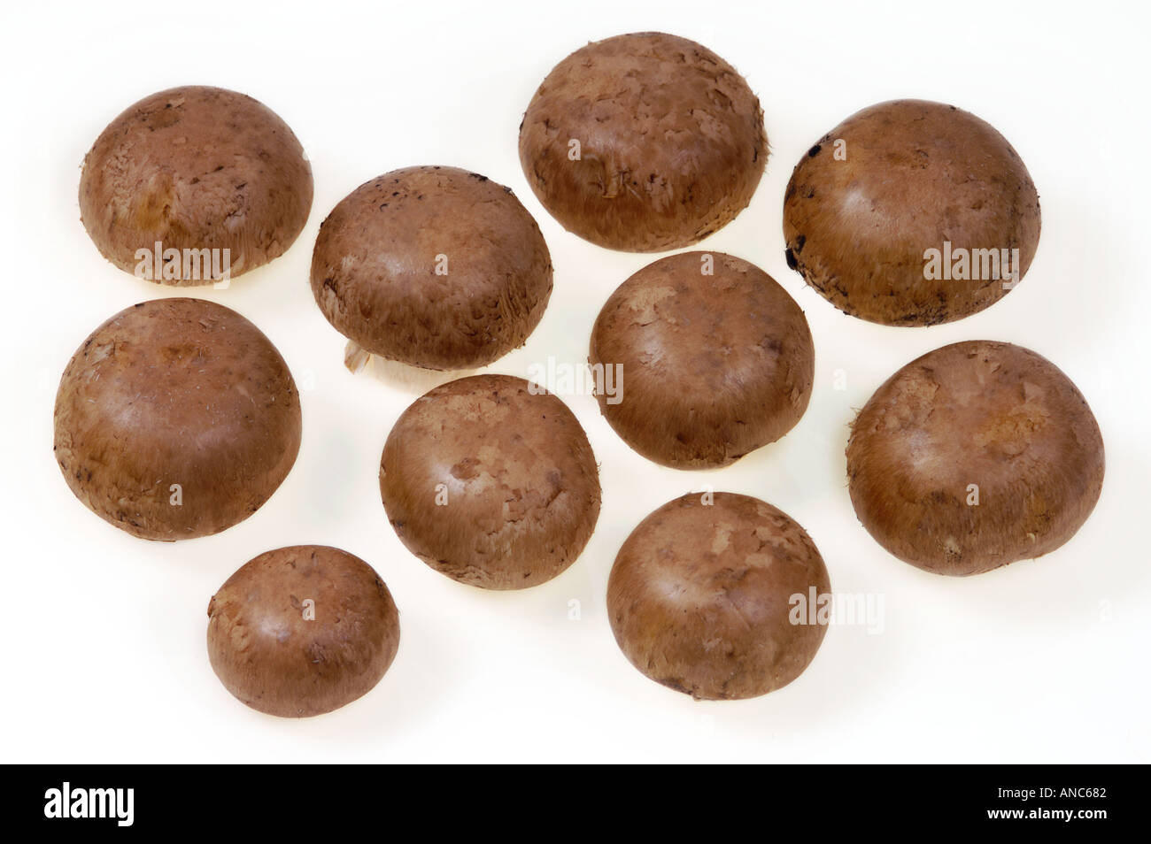 Elliptical spores hi-res stock photography and images - Alamy