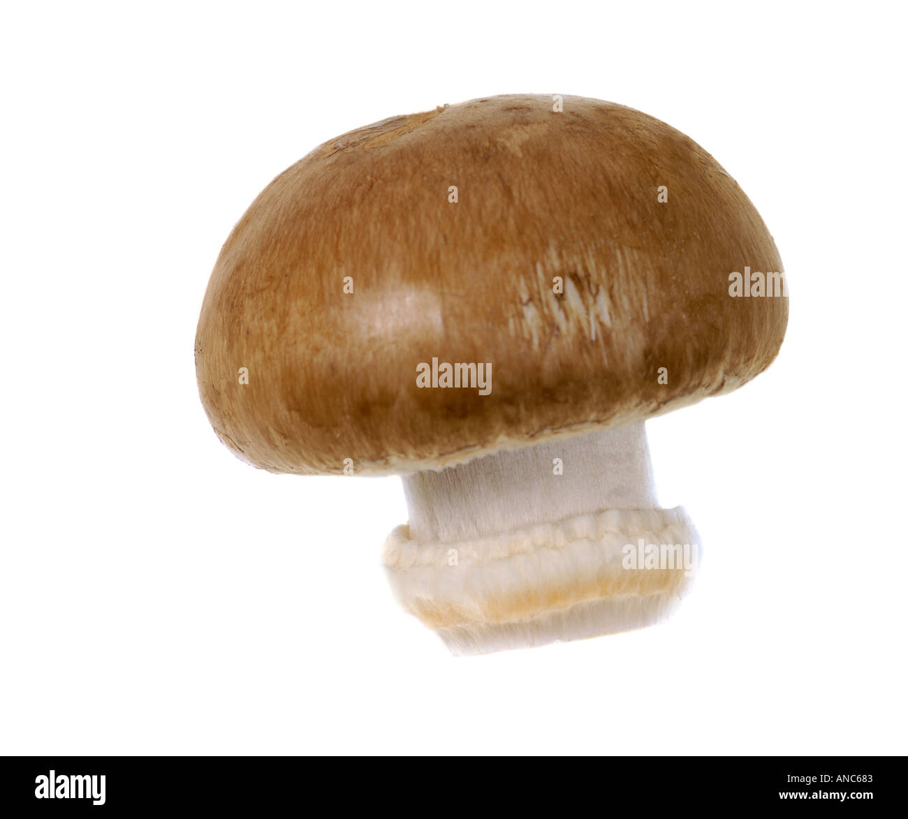 Elliptical spores hi-res stock photography and images - Alamy