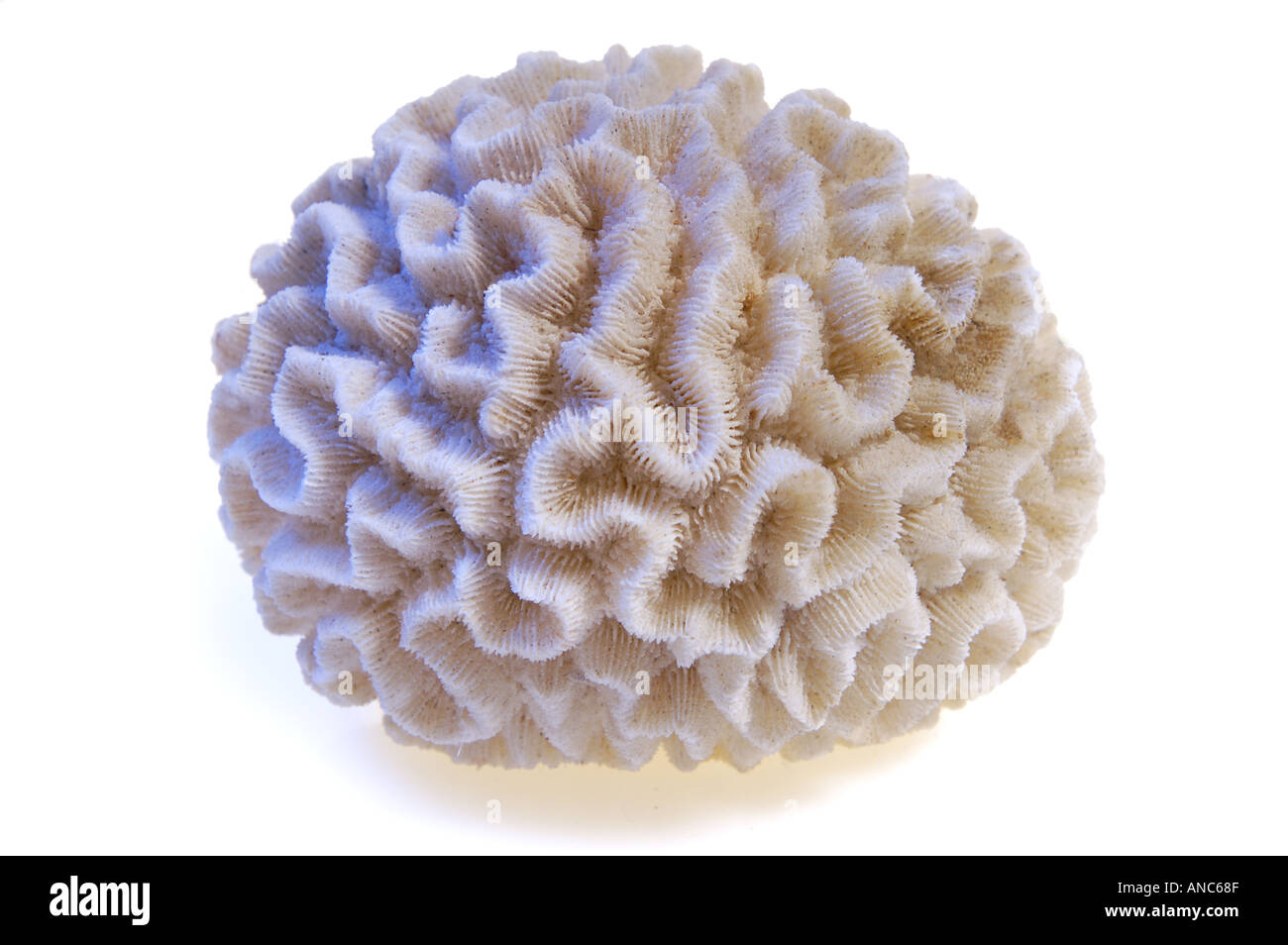 Coral Skeleton High Resolution Stock Photography and Images - Alamy
