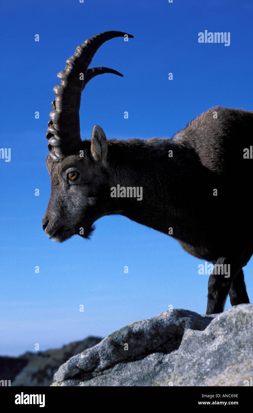 Ibex male Swiss Alps Switzerland Stock Photo - Alamy