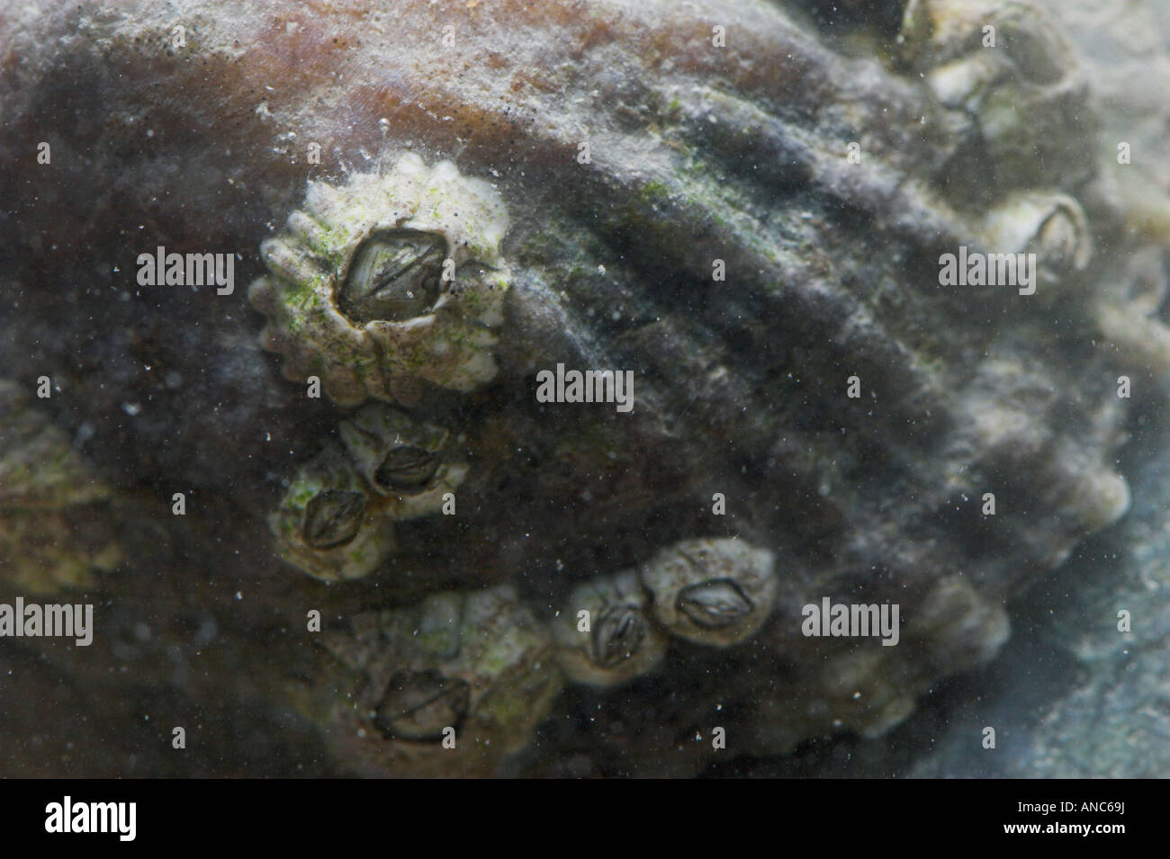 Barnacle on Limpet underwater Semibalanus balanoides Stock Photo - Alamy