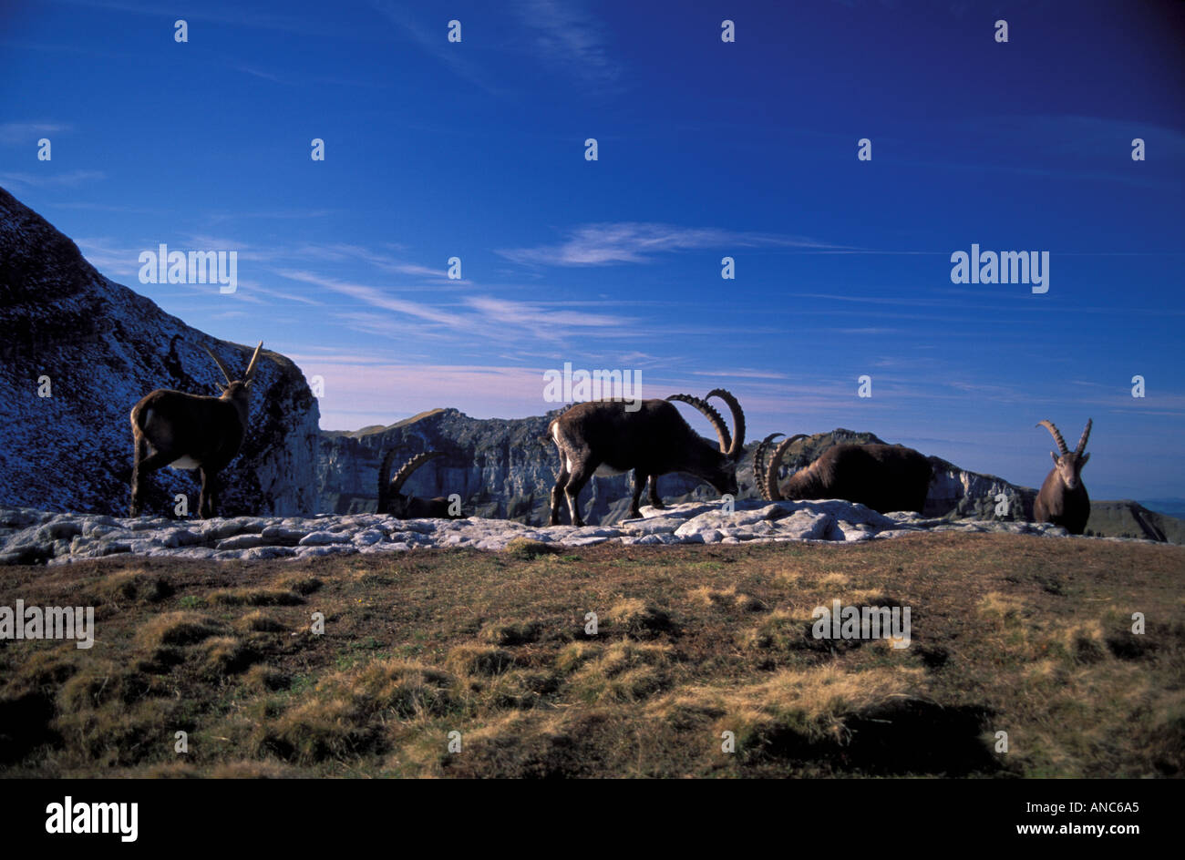 Alpine ibex capra feeding hi-res stock photography and images - Alamy