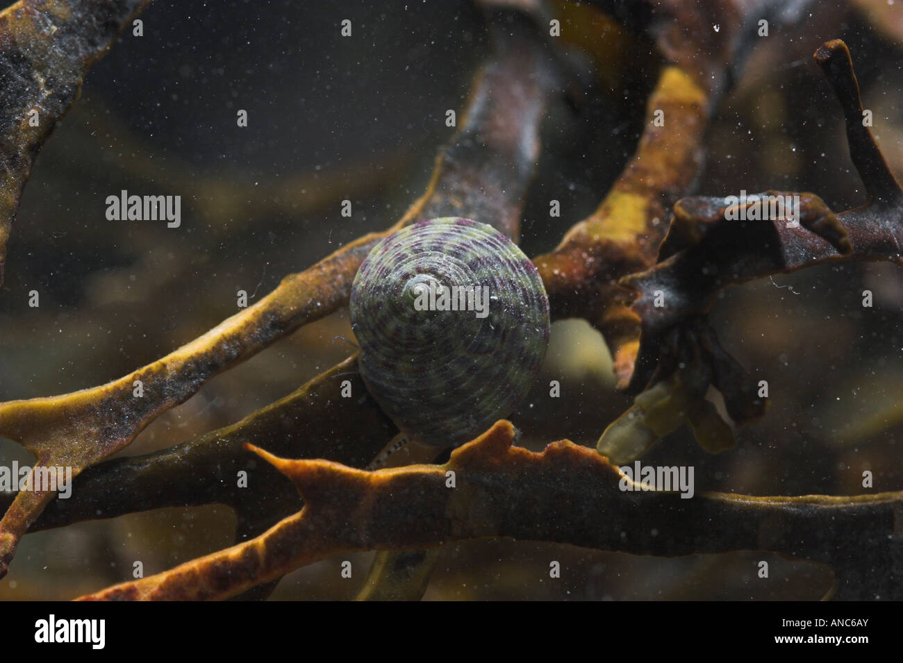 Flat top shell gibbula umbilicalis hi-res stock photography and images ...