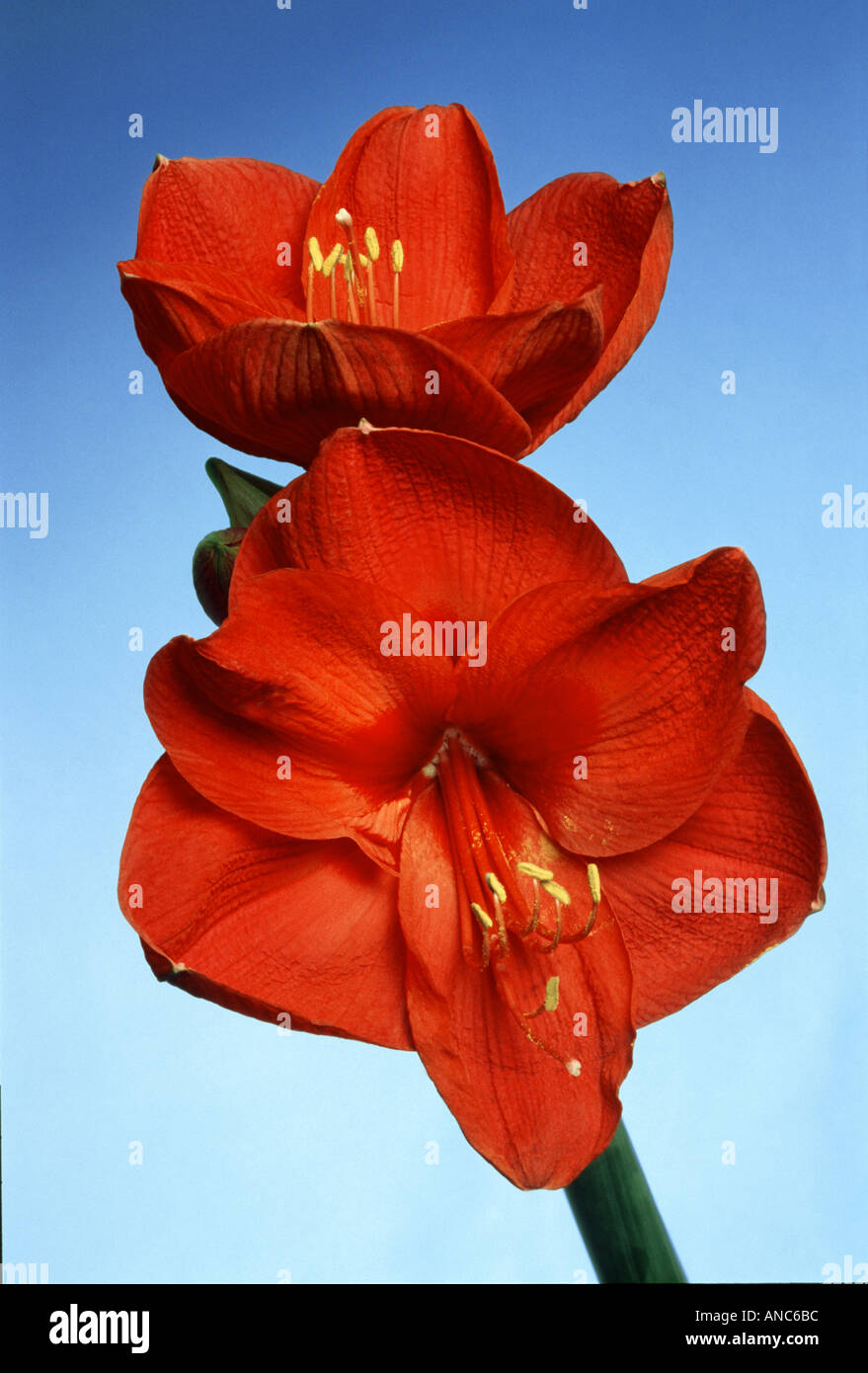 Amaryllis red lion hi-res stock photography and images - Alamy