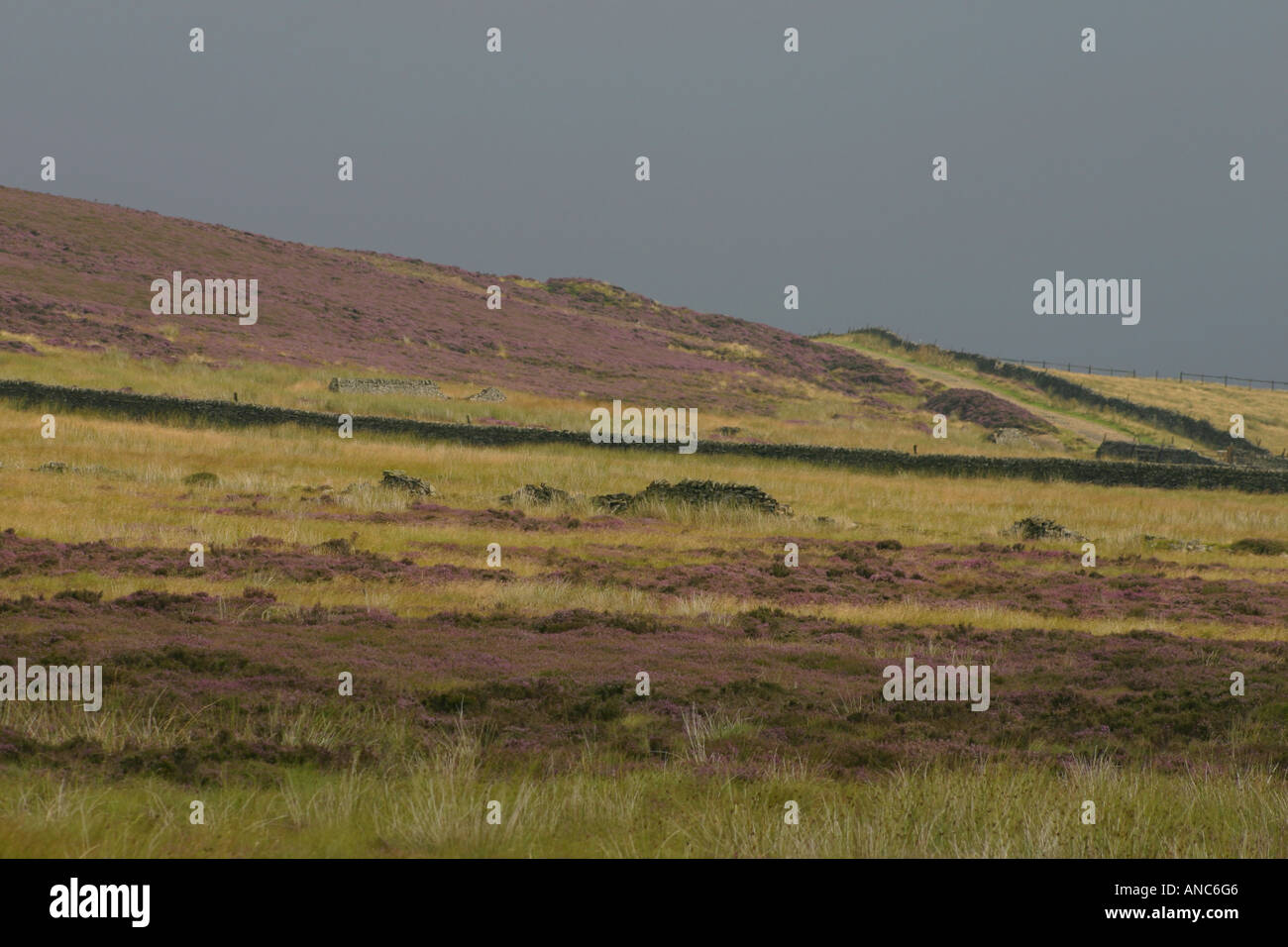 Grouse Moors above Nidderdale in Yorkshire, England Stock Photo - Alamy