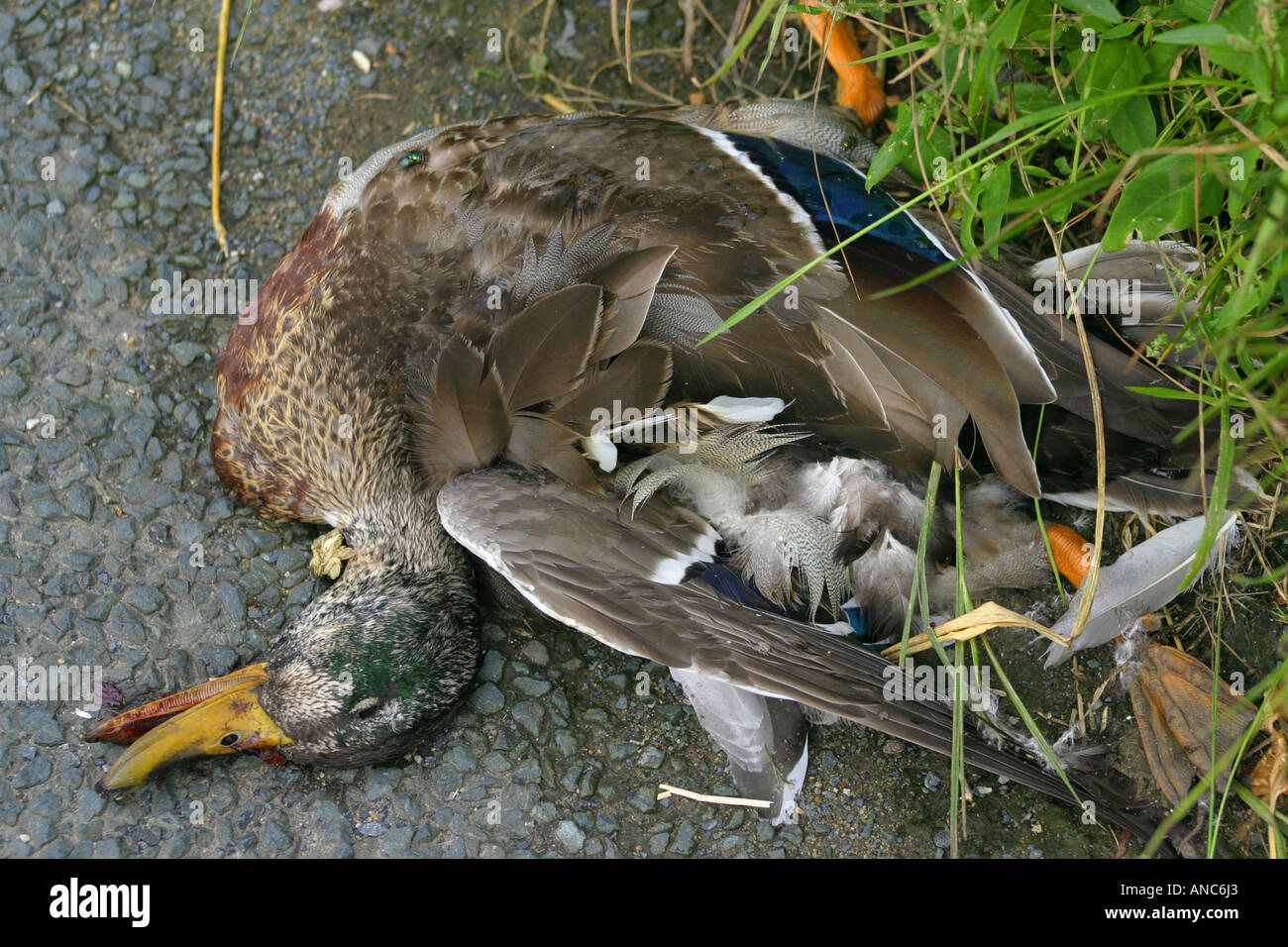 Dead duck hi-res stock photography and images - Alamy