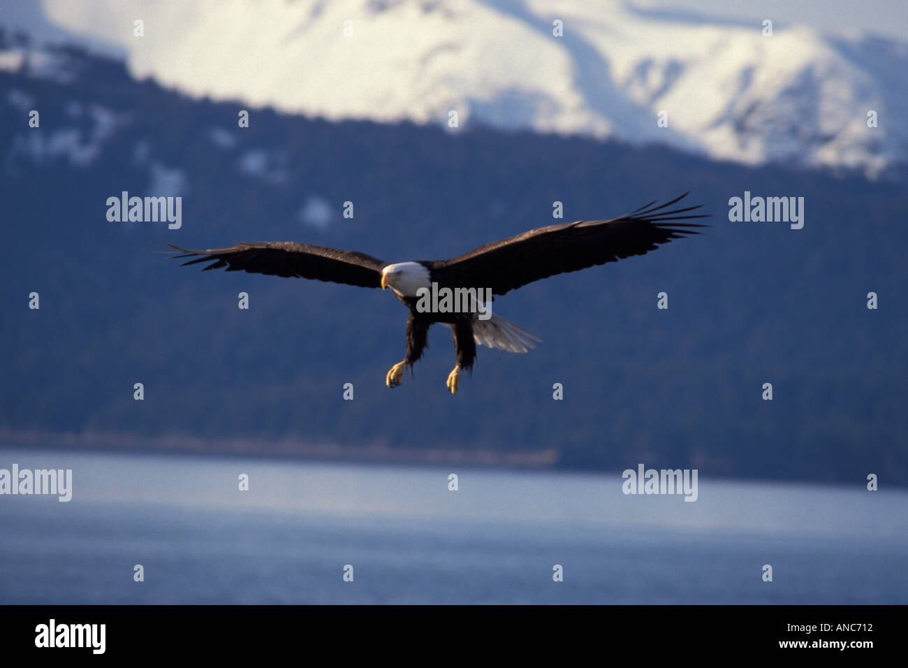 Bald eagle flying over water Alaska Stock Photo - Alamy