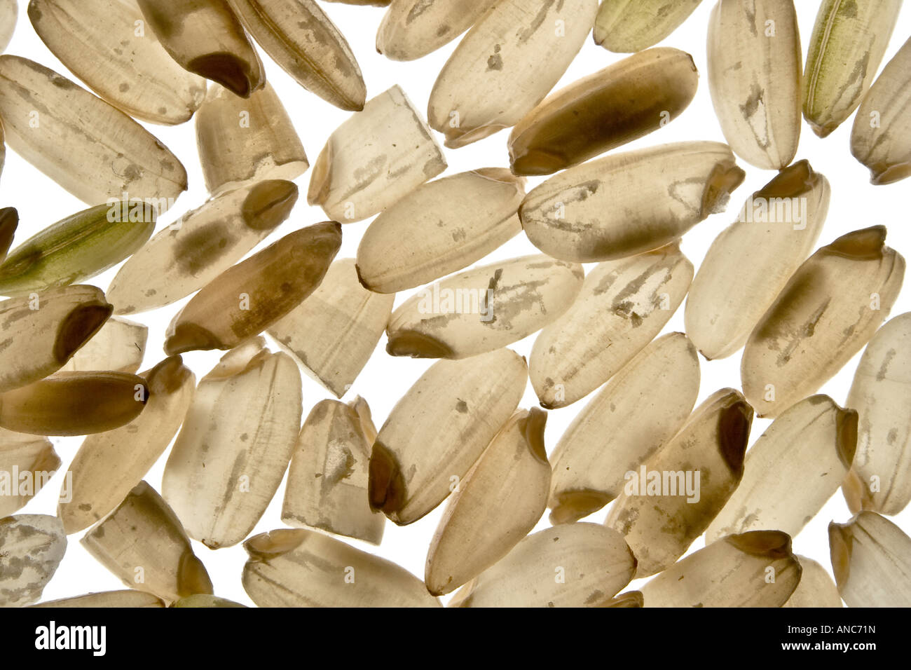 Grains of unwashed and uncooked brown rice laying on a light table are ...