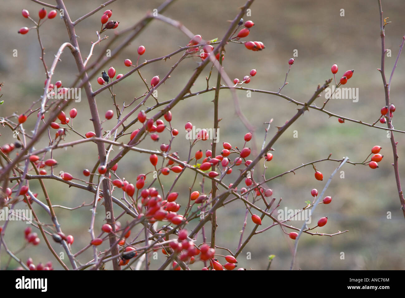 Undergrowth, Wild plants, Berries, Lichens, Shrubs, wood Stock Photo ...