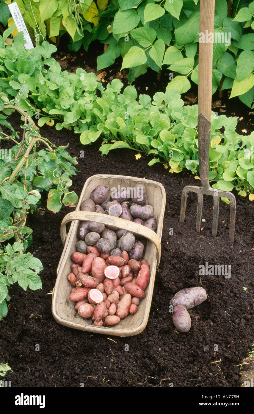 Newly dug Pink Fir Apple potatoes in wooden trug beside row of ...