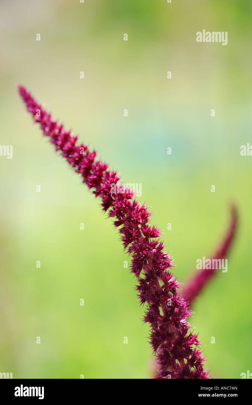 Abstract red plant Stock Photo - Alamy
