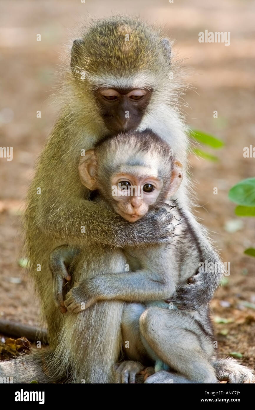 A mother vervet monkey and baby Stock Photo - Alamy