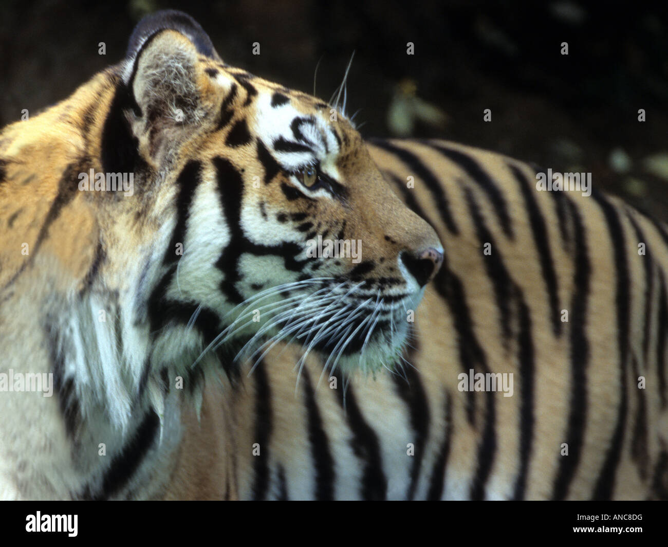 Young Sibiran tiger Stock Photo - Alamy