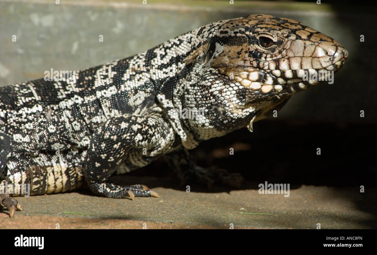 Iguana, Iguacu National Park, Parana, Brazil Stock Photo - Alamy
