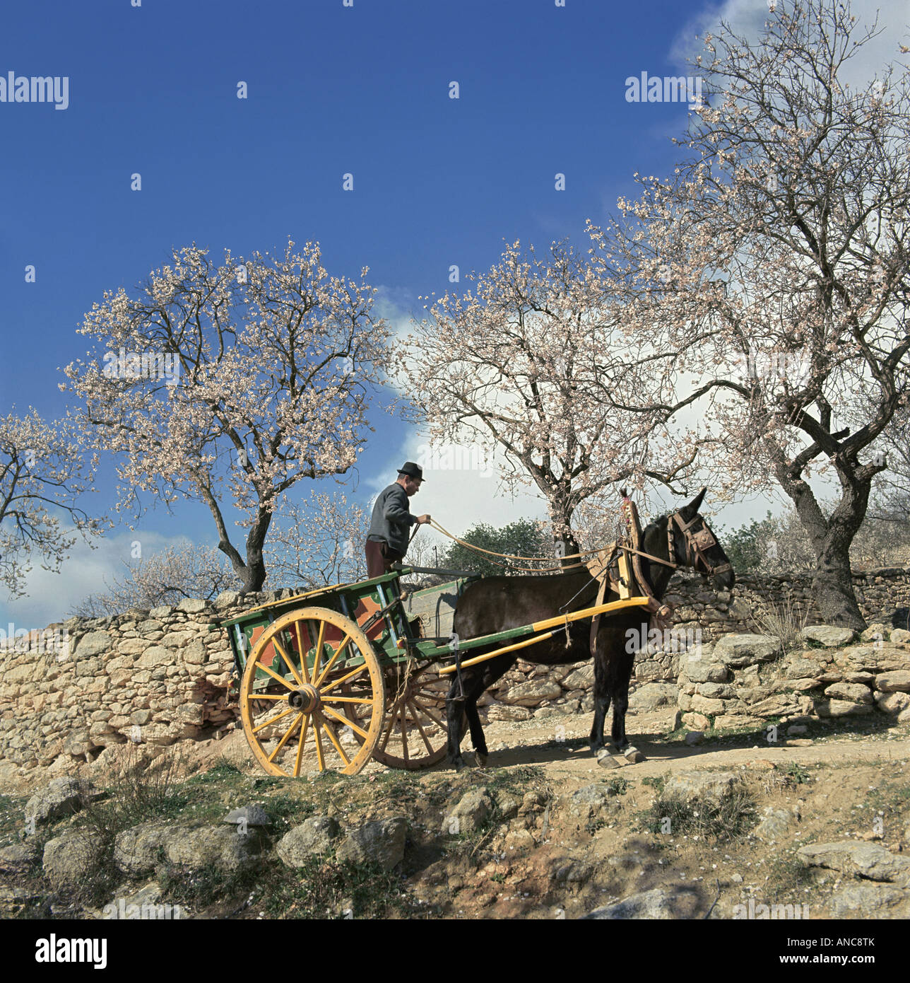 Mule track hi-res stock photography and images - Alamy