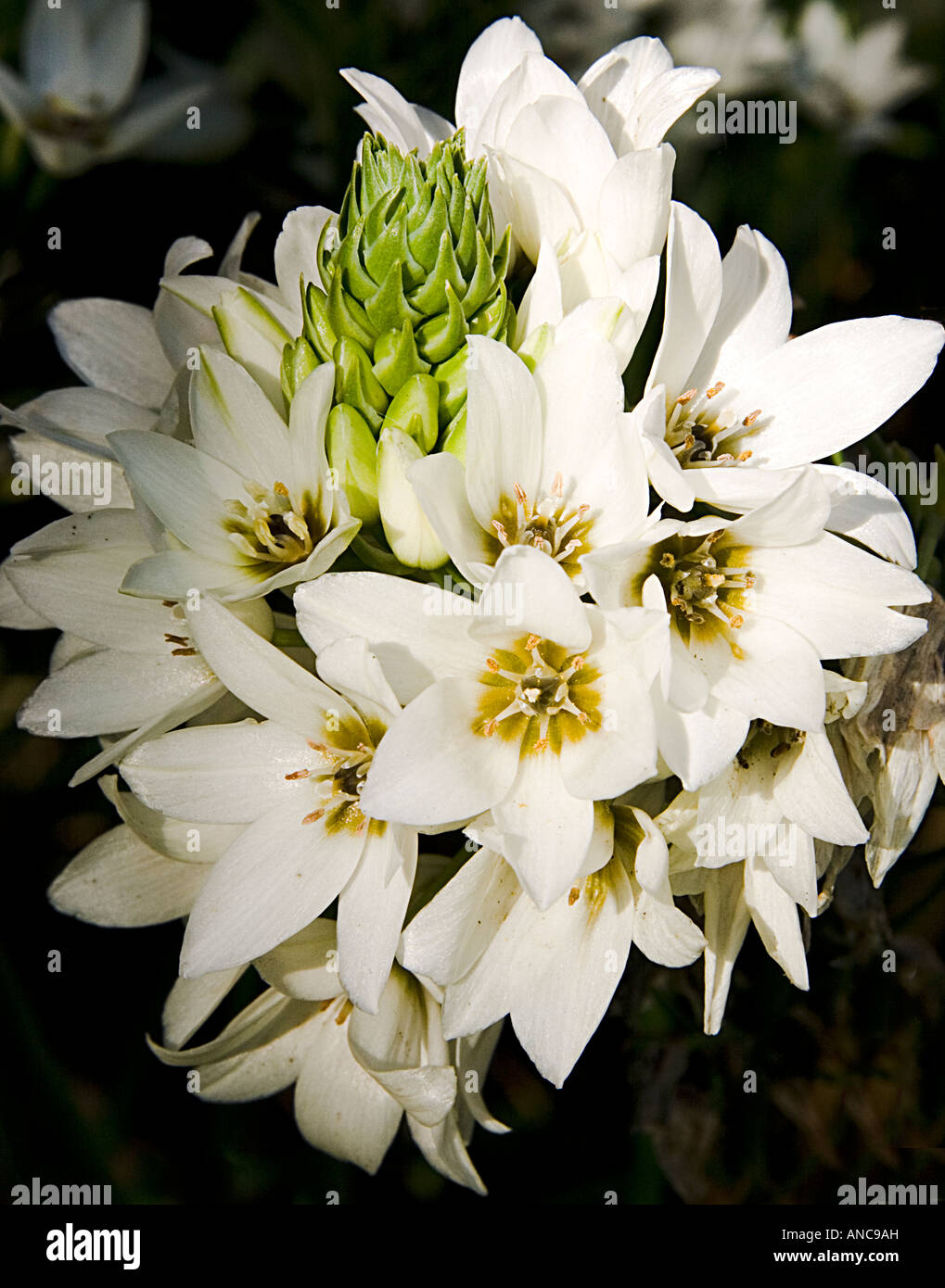 Ornithogalum "Thyrsoides" Chincherinchee a multi-headed ornamental ...