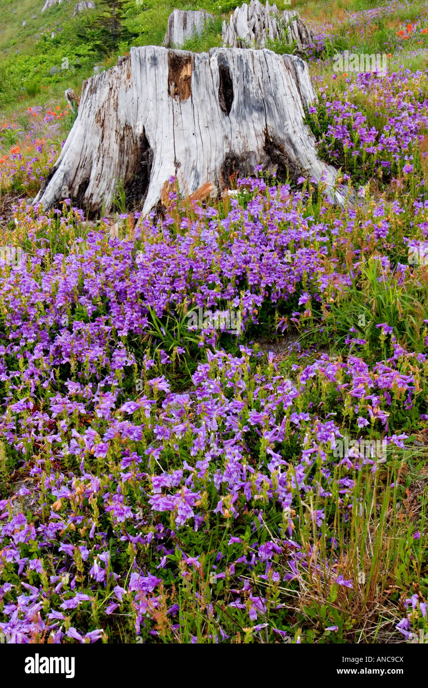 Mount St. Helens flowers Stock Photo - Alamy