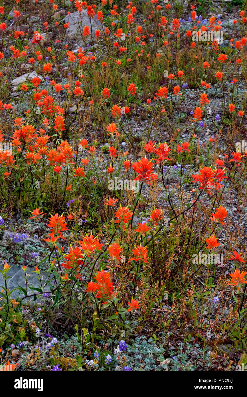 Mount St. Helens flowers Stock Photo - Alamy