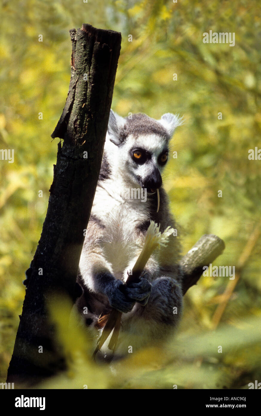 Lemuidae hi-res stock photography and images - Alamy