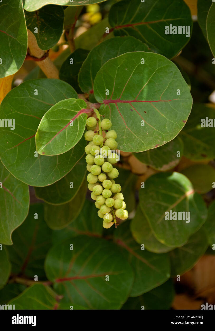 Sea grape coccoloba uvifera hi-res stock photography and images - Alamy