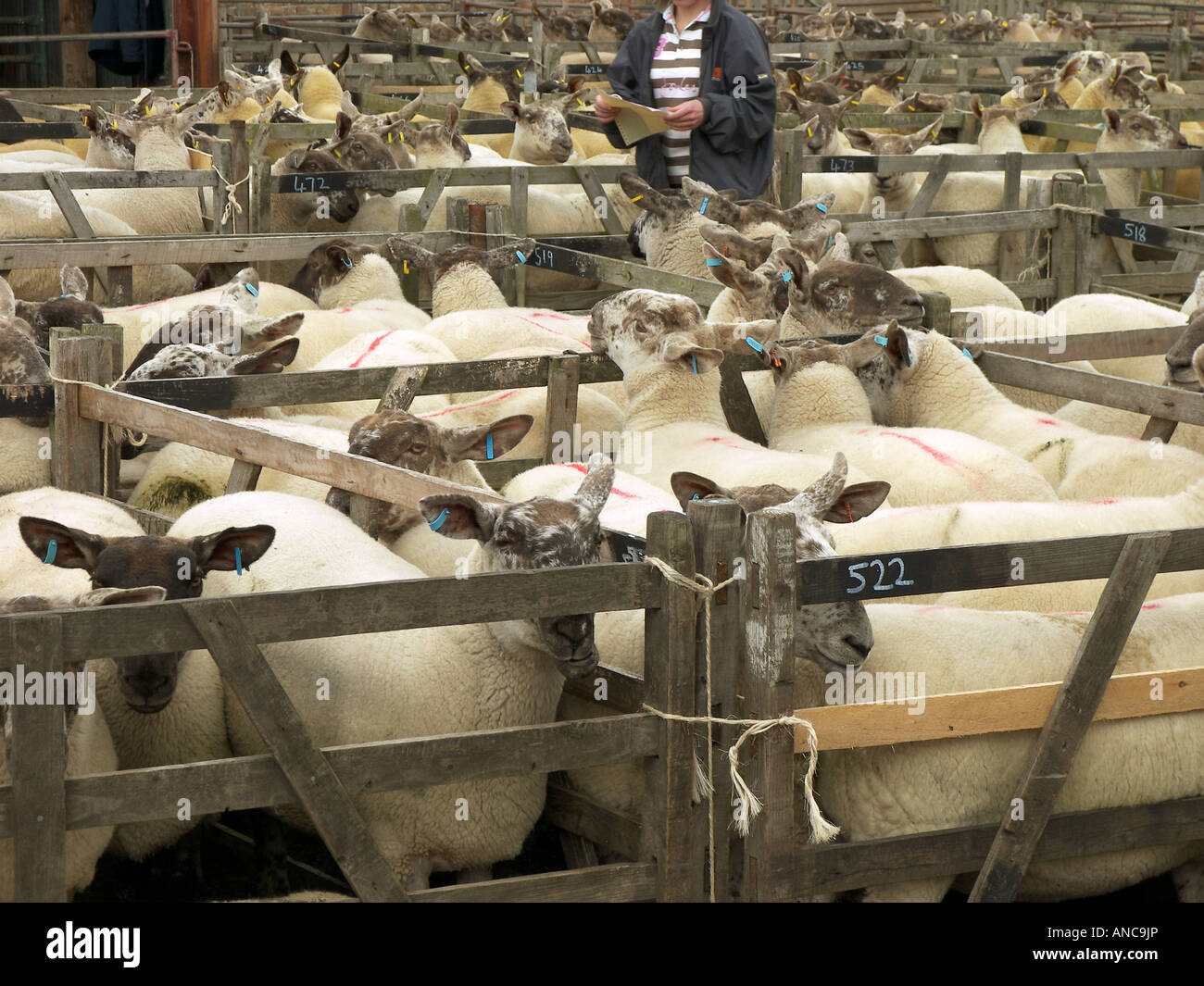 Cattle auction pen hi-res stock photography and images - Alamy