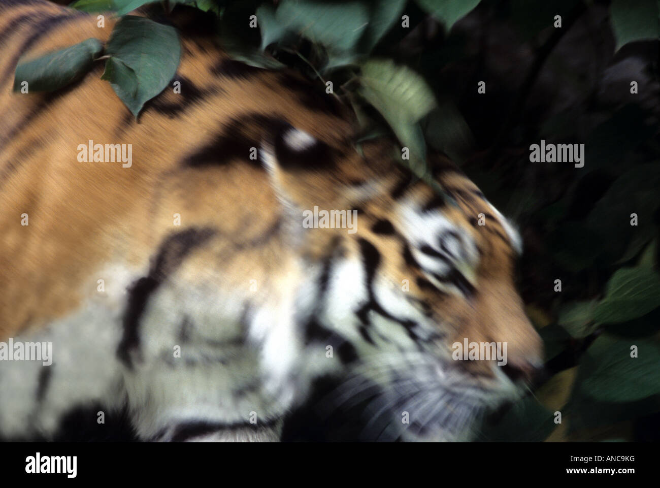 Sibiran hi-res stock photography and images - Alamy