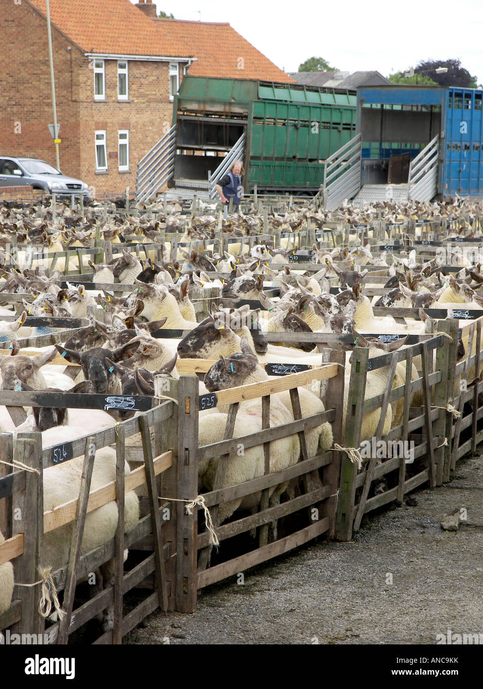 Yorkshire sheep auction hi-res stock photography and images - Alamy