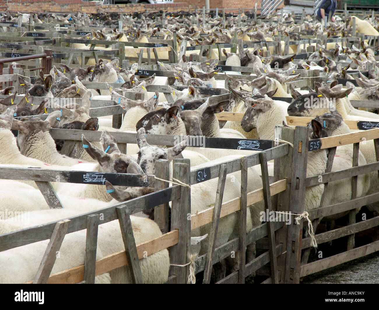 farmers market sheep lamb pen auction cattle Stock Photo - Alamy