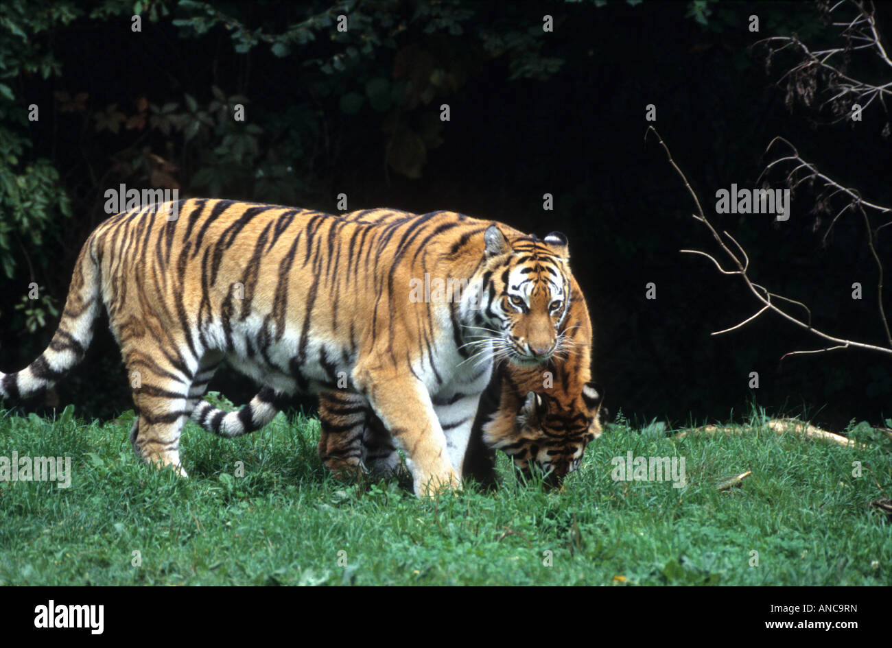 Sibiran hi-res stock photography and images - Alamy