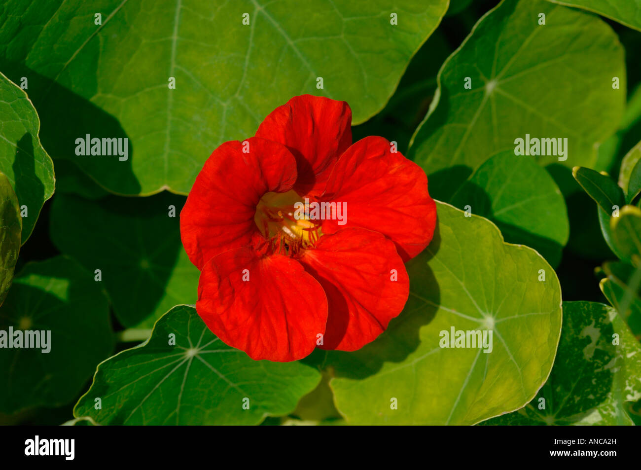 A Vivid Red Mimulus Also Known As A Monkey Flower Stock Photo - Alamy