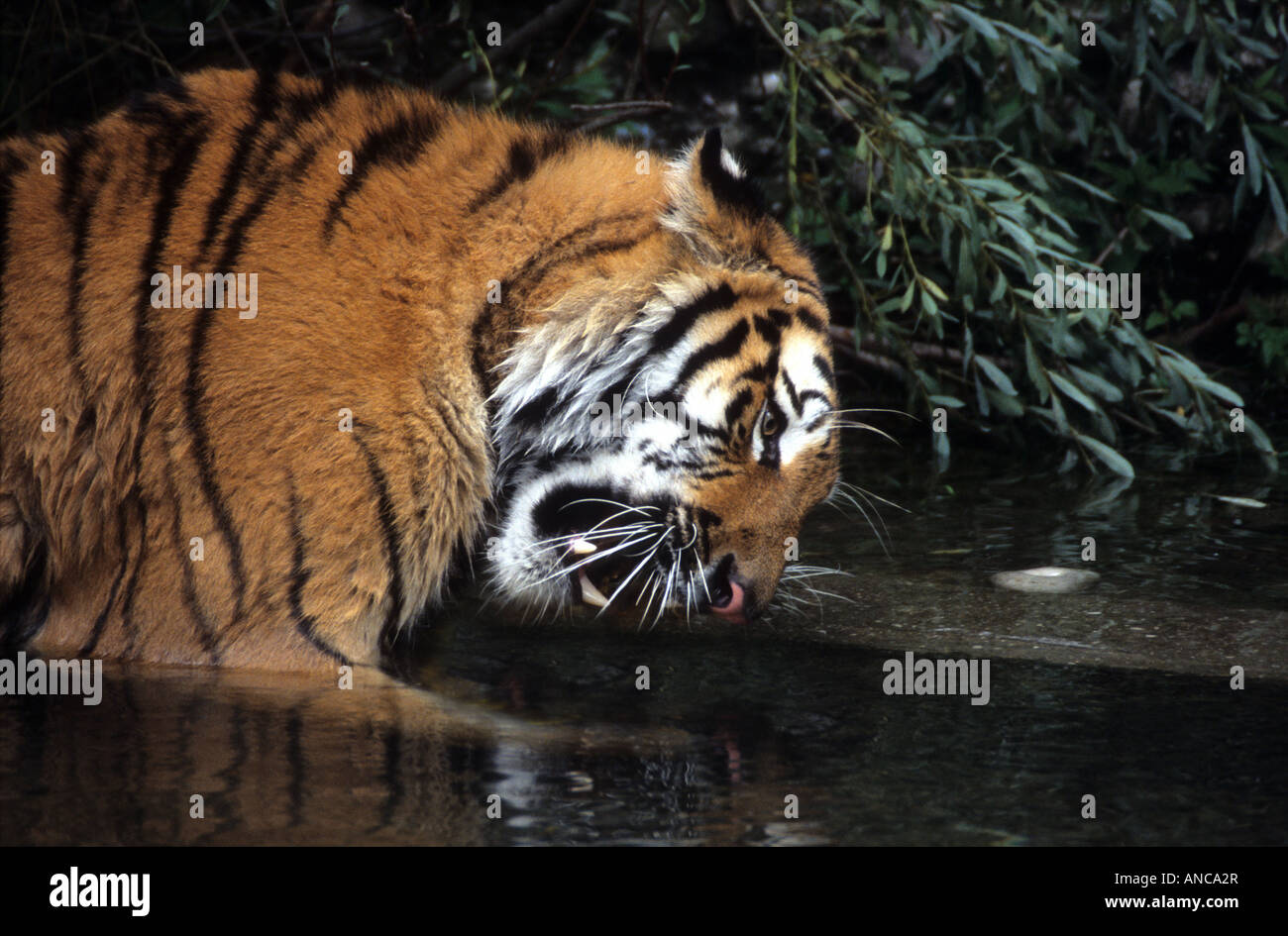 Young Sibiran tiger Stock Photo - Alamy