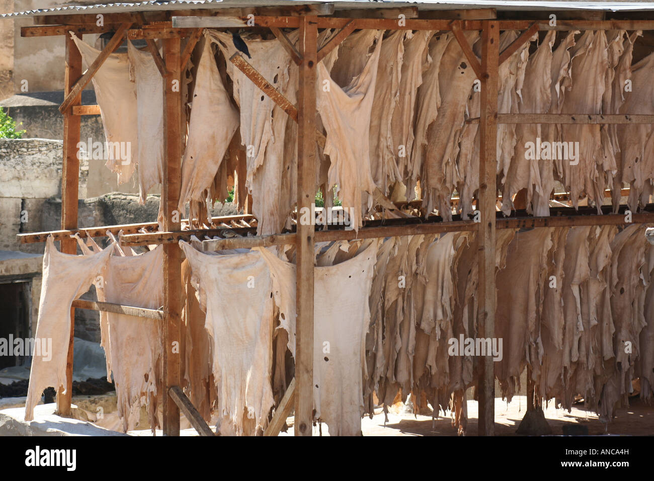 Tanned hides drying at the Tanneries, Fez, Morocco, North Africa Stock ...
