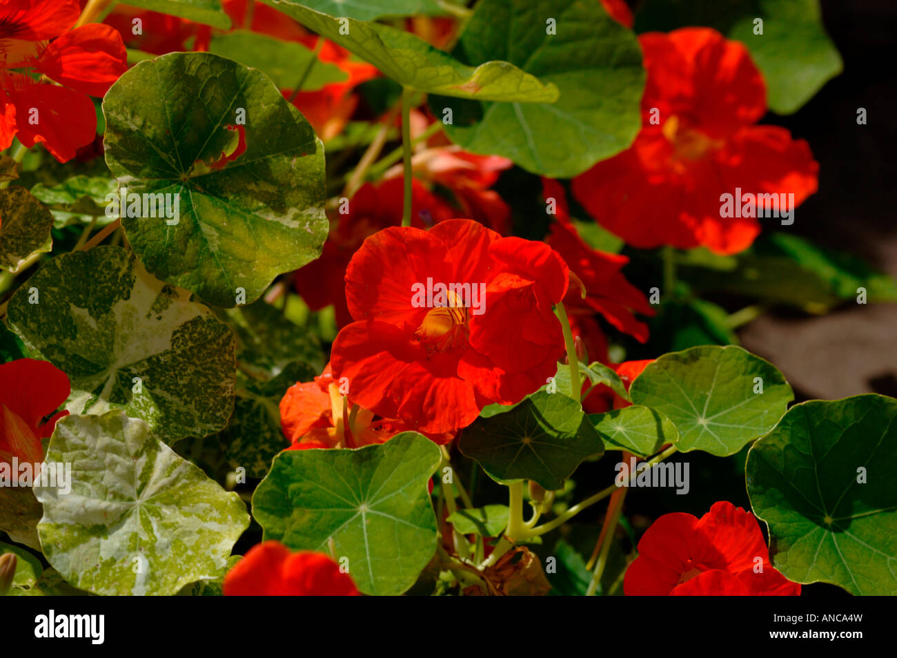 A Vivid Red Mimulus Also Known As A Monkey Flowers Stock Photo - Alamy