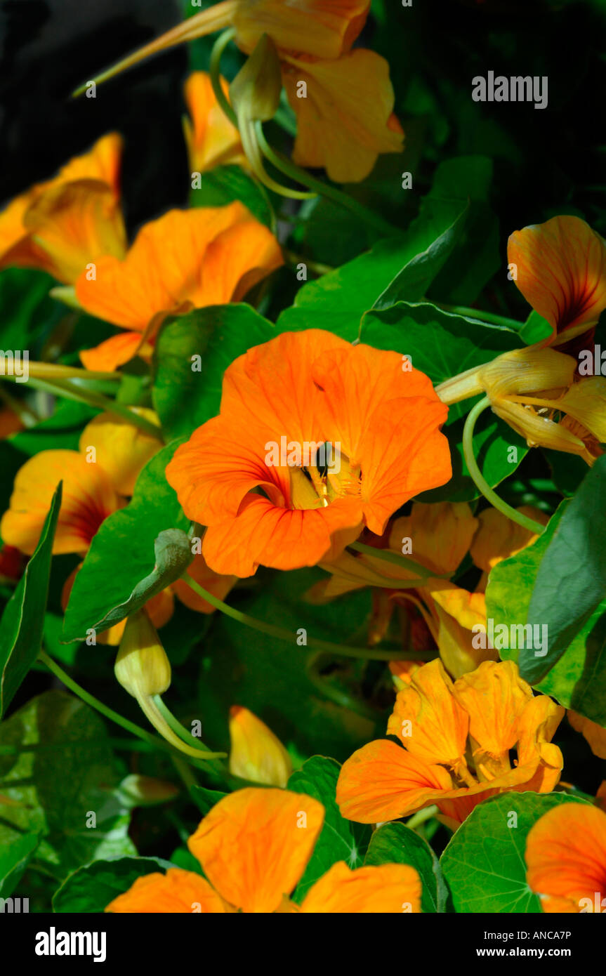 A Vivid Orange Mimulus Also Known As A Monkey Flowers Stock Photo - Alamy