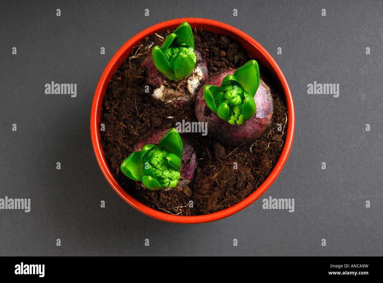 Hyacinth plants hi-res stock photography and images - Alamy