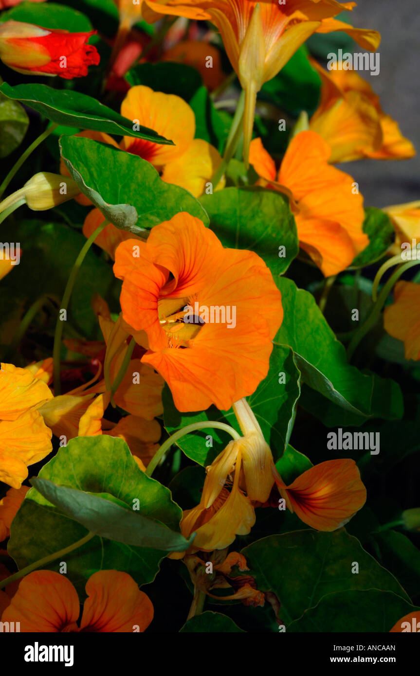 A Vivid Orange Mimulus Also Known As A Monkey Flowers Stock Photo - Alamy