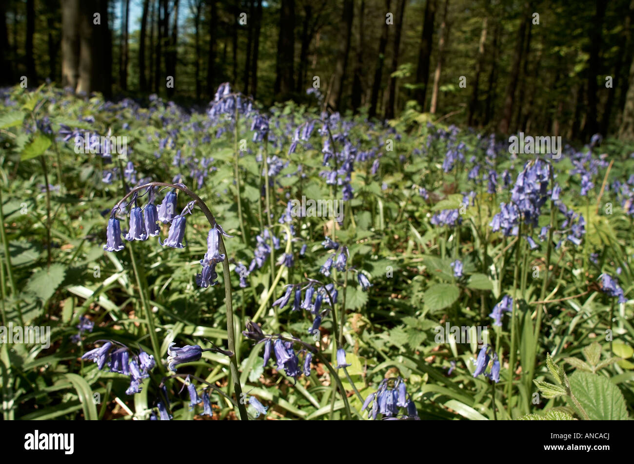 bluebell blue bell wood woodland wild flower Stock Photo - Alamy