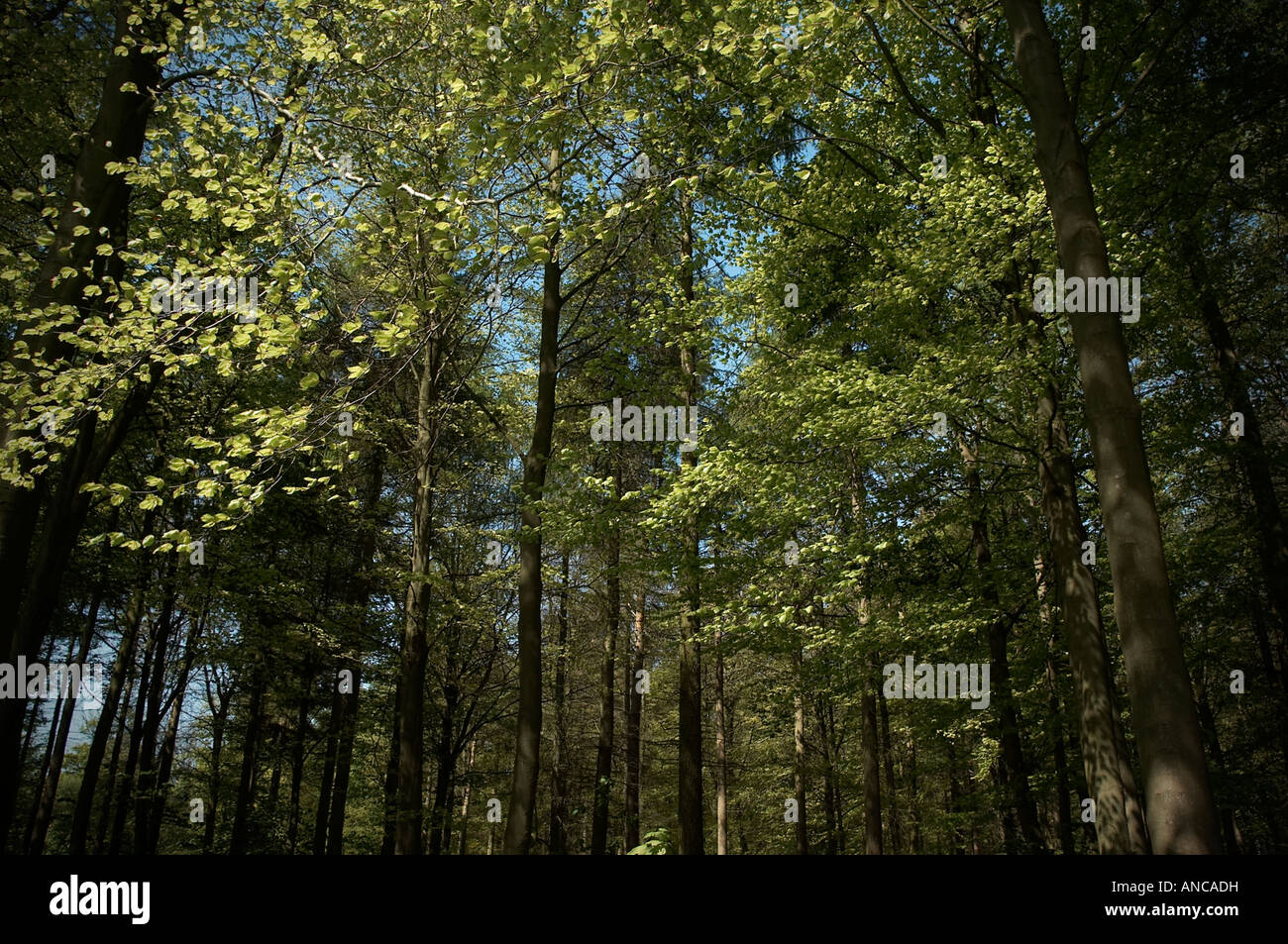 tall tree wood woodland forest leaves leaf canopy Stock Photo - Alamy